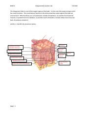 Integument Lab Docx BIO Integumentary System Lab Fall The Integument Skin Is One Of