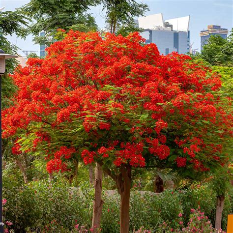 Red Hibiscus Flower Tree