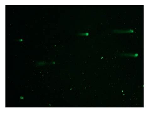 Neutral Comet Assay Performed In Mcf 7 A F And Mcf 10a G L Download Scientific