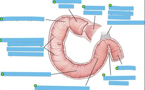 Duodenum Diagram Quizlet