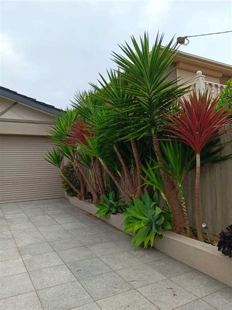 Tree Pruning Melbourne Must Have Maintenance