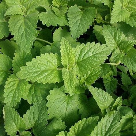 Catnip Seeds Etsy
