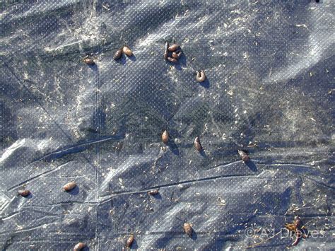 Measuring Slug Activity And Density College Of Agricultural Sciences