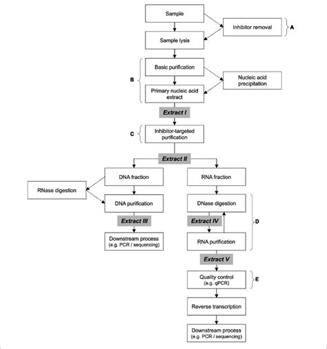 Suggested Dnarna Co Extraction Workflow For Environmental Samples