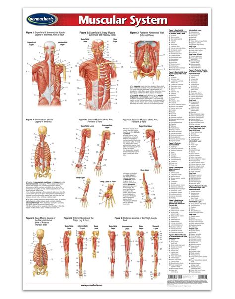 Muscular System Anatomy Poster 24 X 36 Laminated Quick Reference