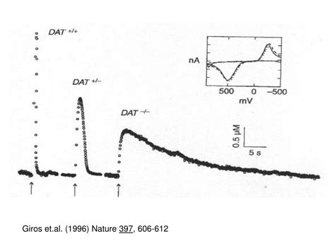 Ppt Structure And Function Of Neurotransmitter Transporters Powerpoint Presentation Id 4702127
