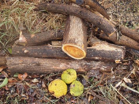 Harvesting Osage Orange For Natural Dyes Osage Tree Dye Uses Osage