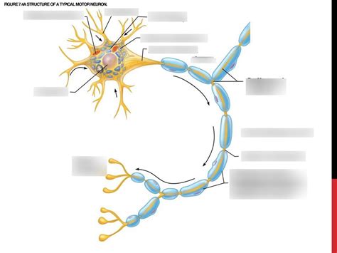 Label A Motor Neuron Diagram Quizlet