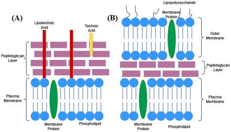 Bacterial Cell Membrane Structure