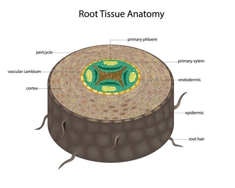 Root Tissue Anatomy With Xylem Phloem And Epidermis Labeled Diagram Of Dicot Root Tissue
