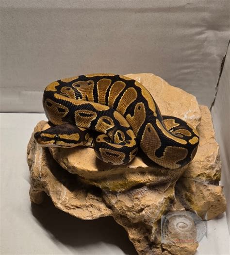 Specter Ball Python By Zk Serpents
