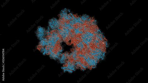 The Structure Of The Eukaryotic Ribosome Ribosomes Translate Genetic Information Encoded By