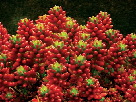 Sedum rubrotinctum | Proven Winners