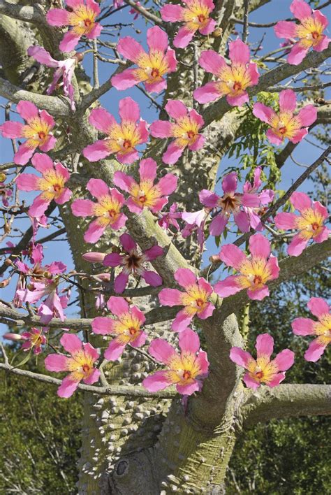 Floss Silk Tree Care Information On Growing Silk Floss Tree Gardening Know How