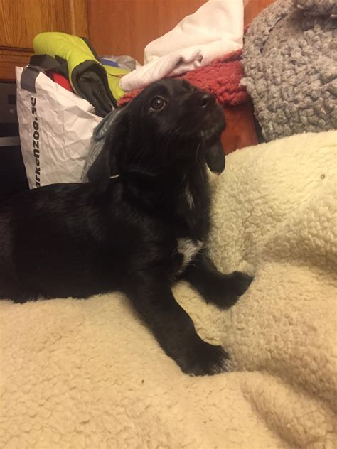 Sex Supersöta Små Valpar Hundar Utan Hem Sex Supersöta Små Valpar Hundar Utan Hem