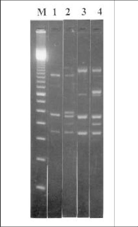 Rapd Fingerprints Of Dnas From Four Dysosmasamples With Primer Opc 2 5 Download Scientific
