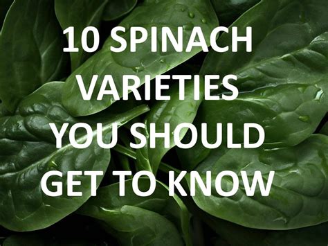10 Varieties Of Spinach And Some Spinach Recipes Too Kitchen Cognition