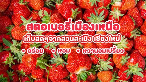 สตอเบอรี่ ณ เชียงใหม่ Added A New สตอเบอรี่ ณ เชียงใหม่