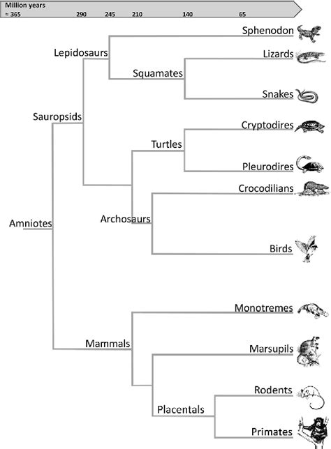 Figure 1 From The Hippocampus Of Birds In A View Of Evolutionary Connectomics Semantic Scholar