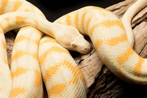 Reticulated Python Habitat Natural Home Guide