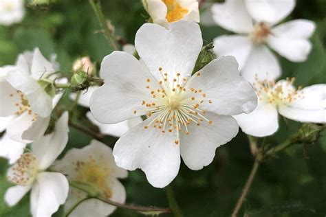 Invasive Species Spotlight Multiflora Rose Brandywine Conservancy