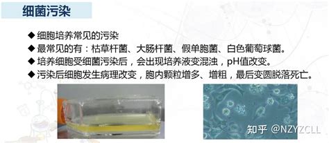 细胞培养技术 知乎