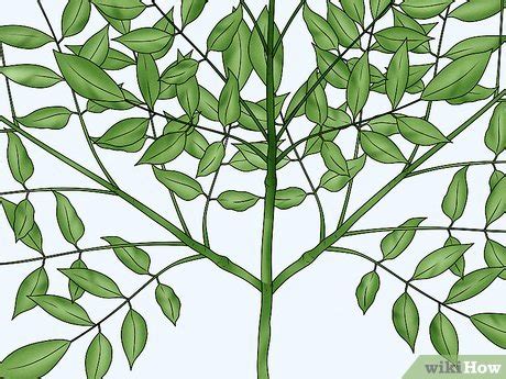 How To Identify An Ash Tree Steps With Pictures WikiHow