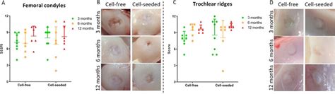 Macroscopic Assessment Of Femoral Condyle And Trochlear Ridge Defect