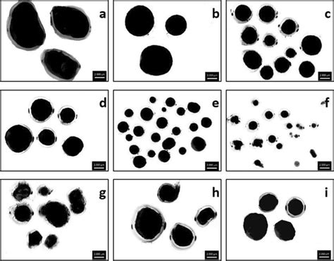 Effect Of Initial Glucose Concentration And Inoculation Rate On Fungal