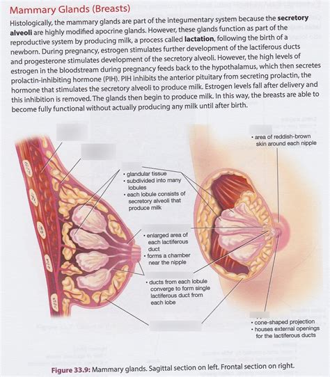 Mammary Glands Diagram Quizlet