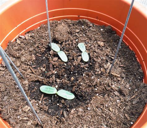 Vegetable Gardening With Mike The Gardener Ways To Help Ensure Your Veggies Will Succeed