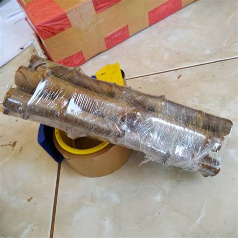 Jual Tanaman Steak Batang Singkong Bibit Singkong Mentega Shopee