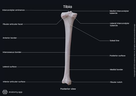 Tibia Posterior View Anatomy App