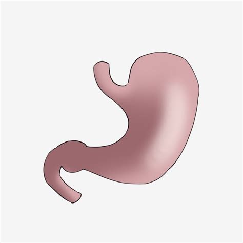 손으로 칠한 무늬 일러스트 장기 위 인체 기관 일러스트가 요구하는 기능 수작업 된 손으로 생리 기관 칠한 Png 일러스트 및 Psd 이미지 무료 다운로드 Pngtree