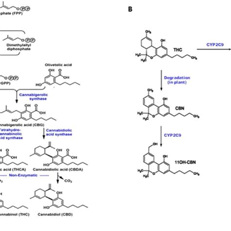 Metabolism Of Phyto Cannabinoids In Plants A The Main Steps Of The Download Scientific