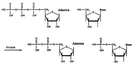 Deoxynucleoside