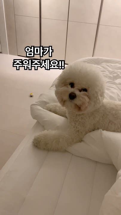 금쪽이 개육아🤦‍♀️ 스스로 장난감 떨어뜨리고 엄마한테 주워오라고 하는 애 100번 주워준 끝에 빡친 엄마 Youtube