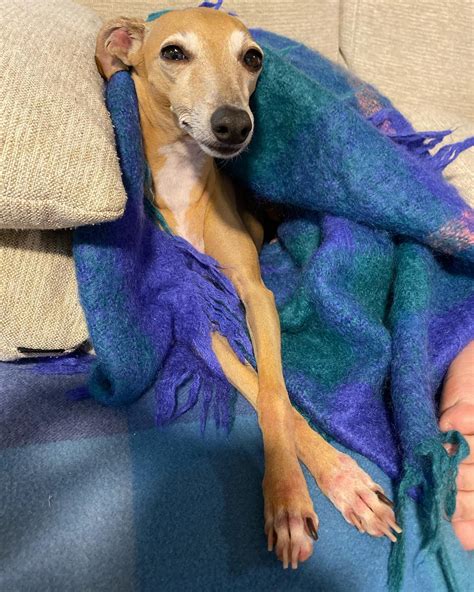 So Tiredpaddingtonpups Grace Aka Strelka Cotton Candy