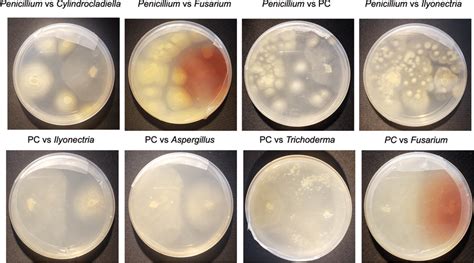 Photographs Of Isolates From In Vitro Dual Culture Assay After 9 Days Download Scientific