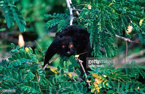 Black Lemur Photos And Premium High Res Pictures Getty Images
