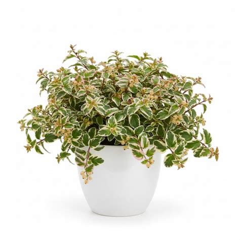Ocean Spray Plant Care Holodiscus Discolor Junglistan
