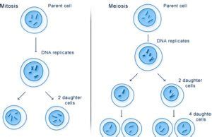 Cell Division Class 9 CBSE Class Notes Online Classnotes123