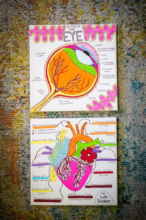 My Full Time Job Is A Professor A Couple Of Years Ago I Added Not Tests To My Human Anatomy
