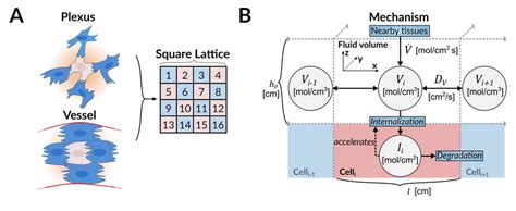 Cellular Lattice And Reaction Diffusion Model A Lattice Download Scientific Diagram