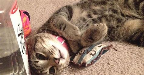 Catnip Overload Imgur