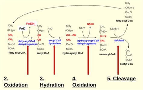 Absorptive State Flashcards Quizlet