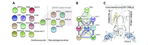 Variant Containing Coding Genes Obtained From The Trio That Are Download Scientific Diagram