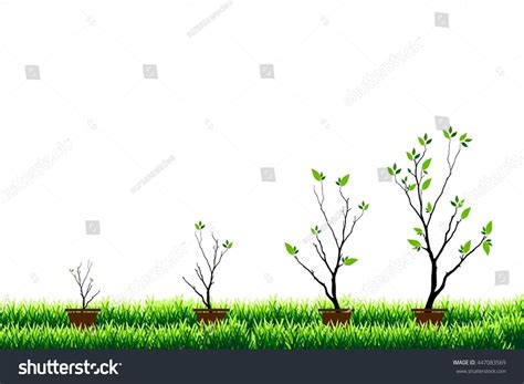 Tree Life Cycle Stock Vector Royalty Free 447083569 Shutterstock