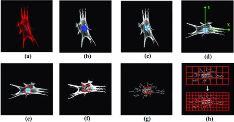 Step By Step Image Processing Algorithm For Fd Calculation A The