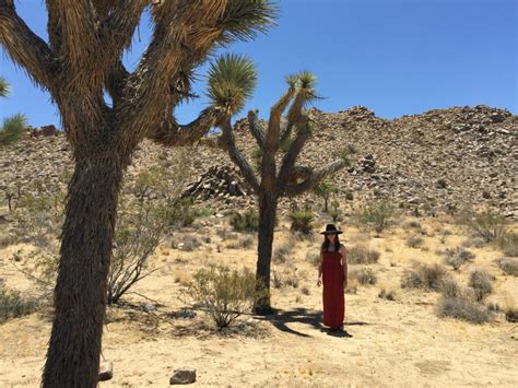 Fun Facts About Joshua Trees Brenda Flowers
